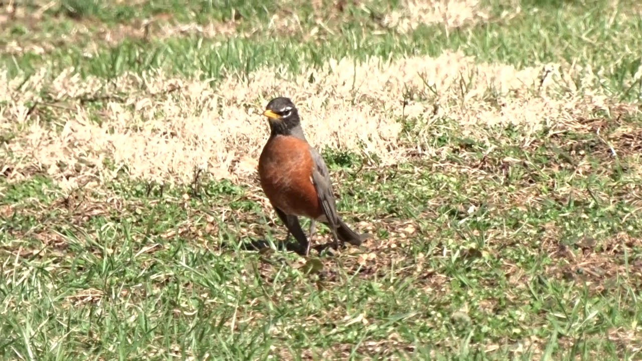 American Robin catching worms - March 2019 - YouTube