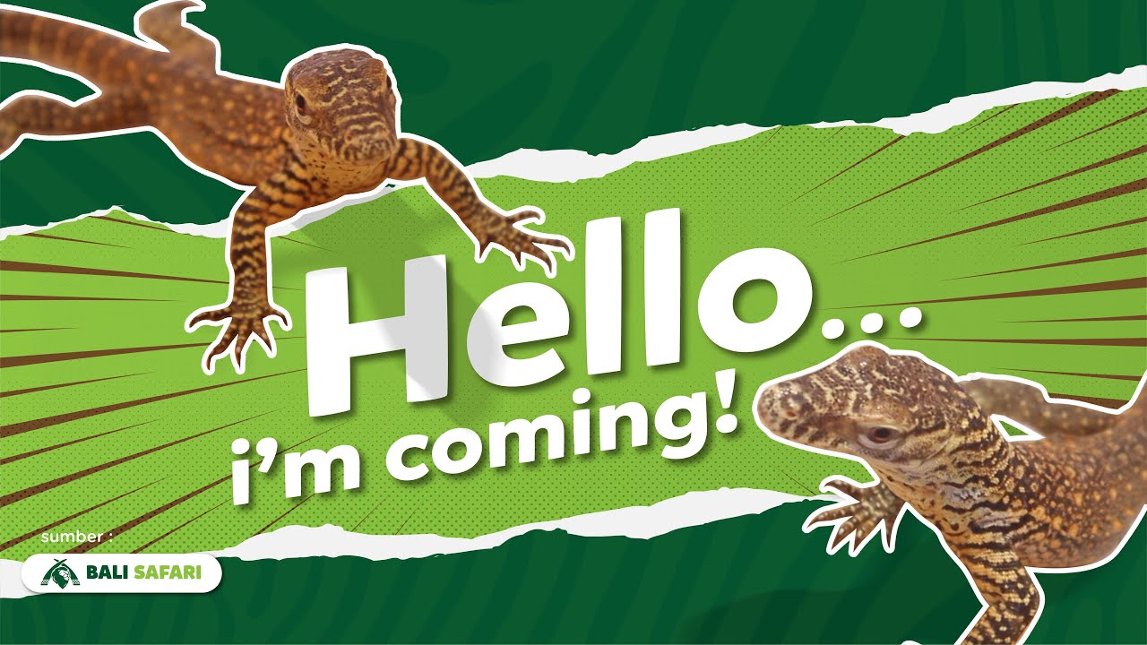 PERTAMA KALINYA!! BAYI KOMODO LAHIR DI PULAU DEWATA, TEPATNYA DI ...