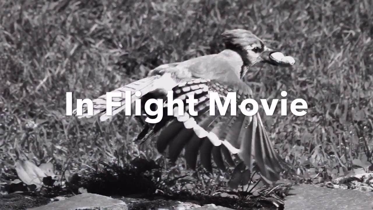 In Flight Movie - a short film - YouTube