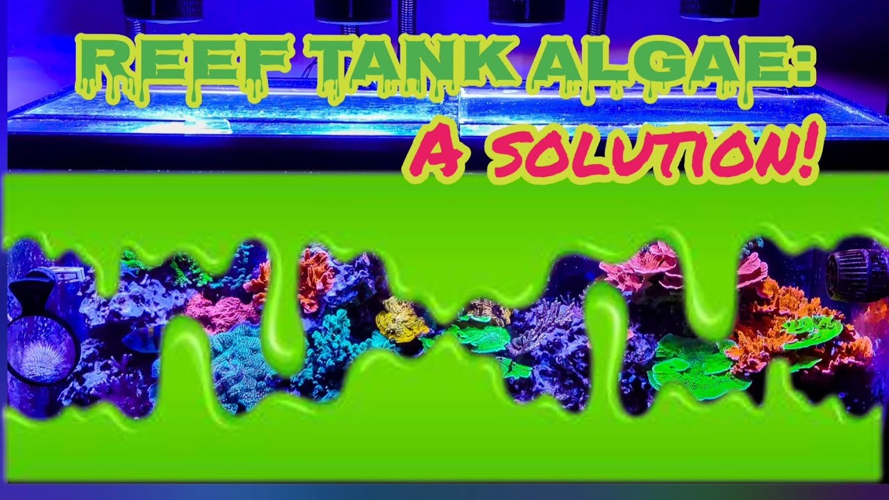 Reef Tank Algae: A Solution! - YouTube