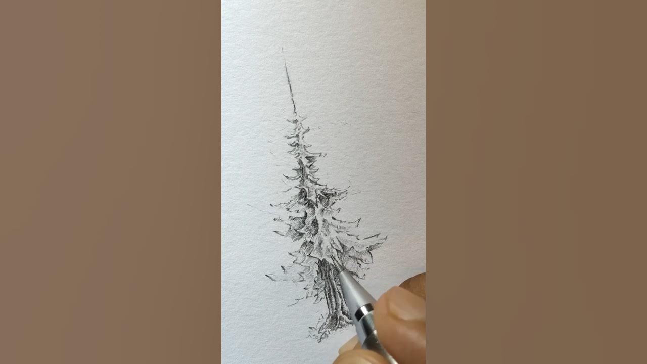 how to draw pine tree - YouTube