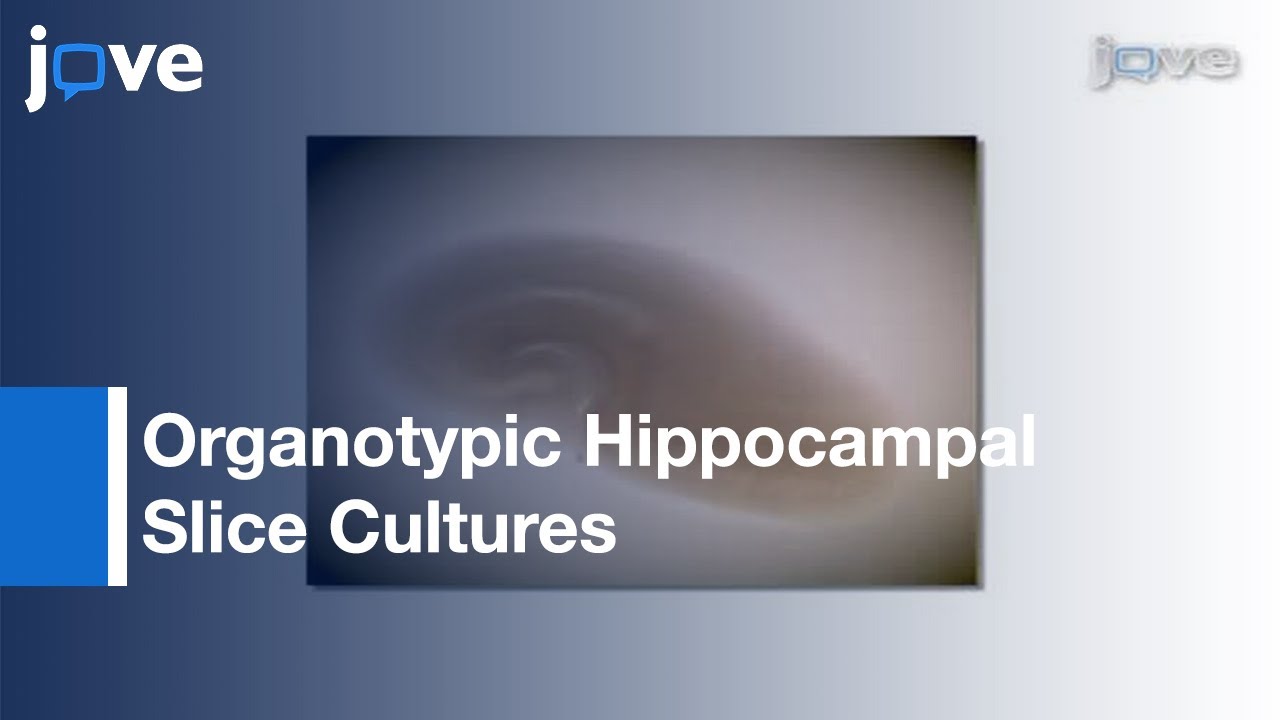 Organotypic Hippocampal Slice Cultures l Protocol Preview - YouTube