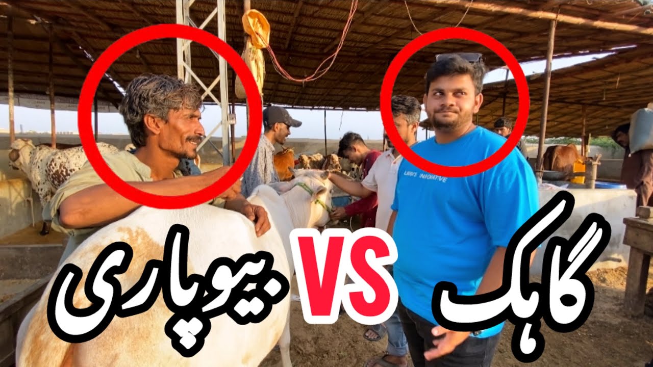 DONO MAY SAY HOSHYAR KON? ⚠️ DUSRA GHAR | COW MQNDI 2024 - YouTube