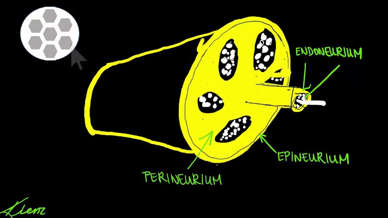 Forearm nerve blocks with point of care ultrasound - YouTube