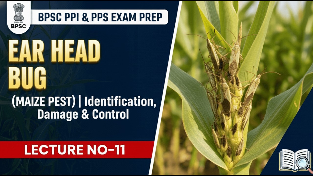 Calocoris angustatus Management | Chaffy Grains in Maize & Sorghum ...
