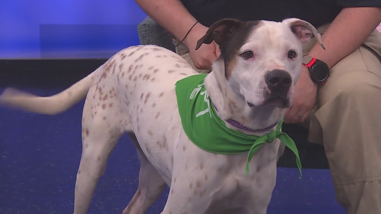 Rambo is KLBK's Pet of the Day! - YouTube