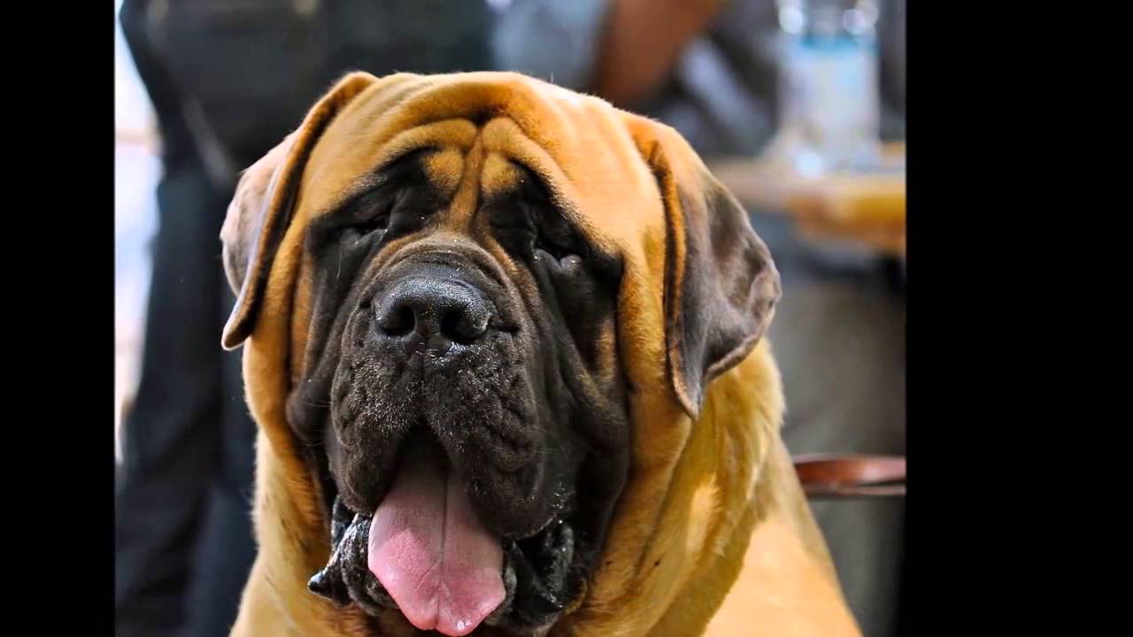 Beautiful photo English Mastiff - YouTube