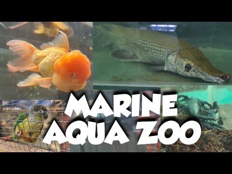 Marine Aquarium ZOO || marine aquarium mumbai || Dadar Zoo || - YouTube