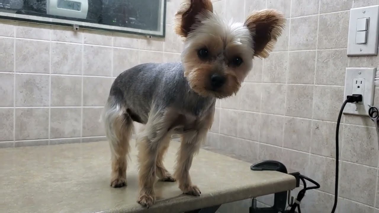 Yorkshire Terrier dog breed completed groom, #10 blade on the upper ...