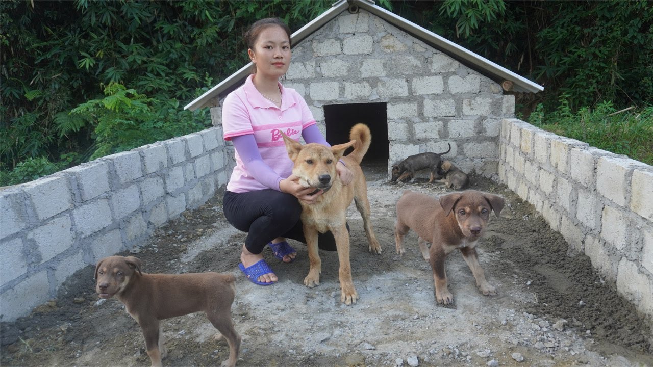 How To Building House For Dog - Build brick wall and concrete yard ...