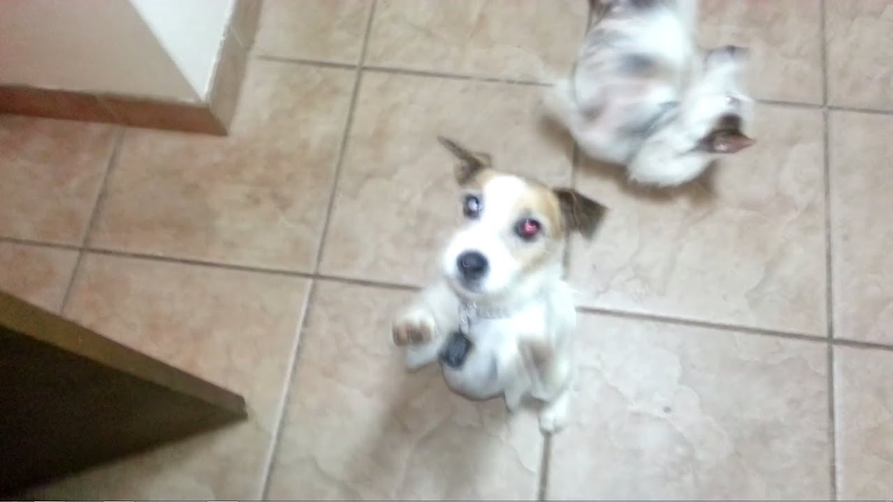 Breakdancing Dogs - YouTube