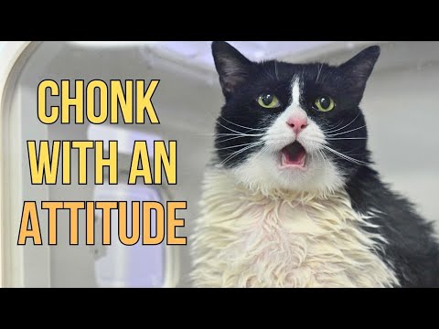 A Fat Tuxedo Cat With a Permanent Elevator Butt😂