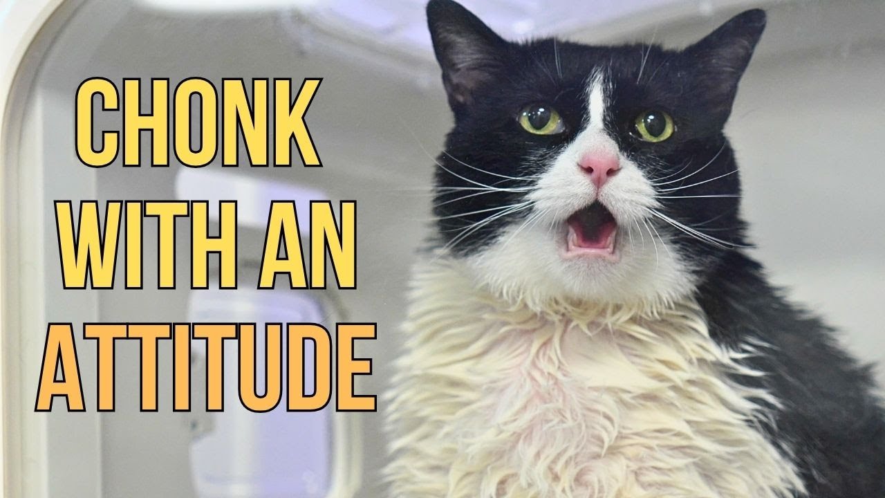 A Fat Tuxedo Cat With a Permanent Elevator Butt😂 - YouTube