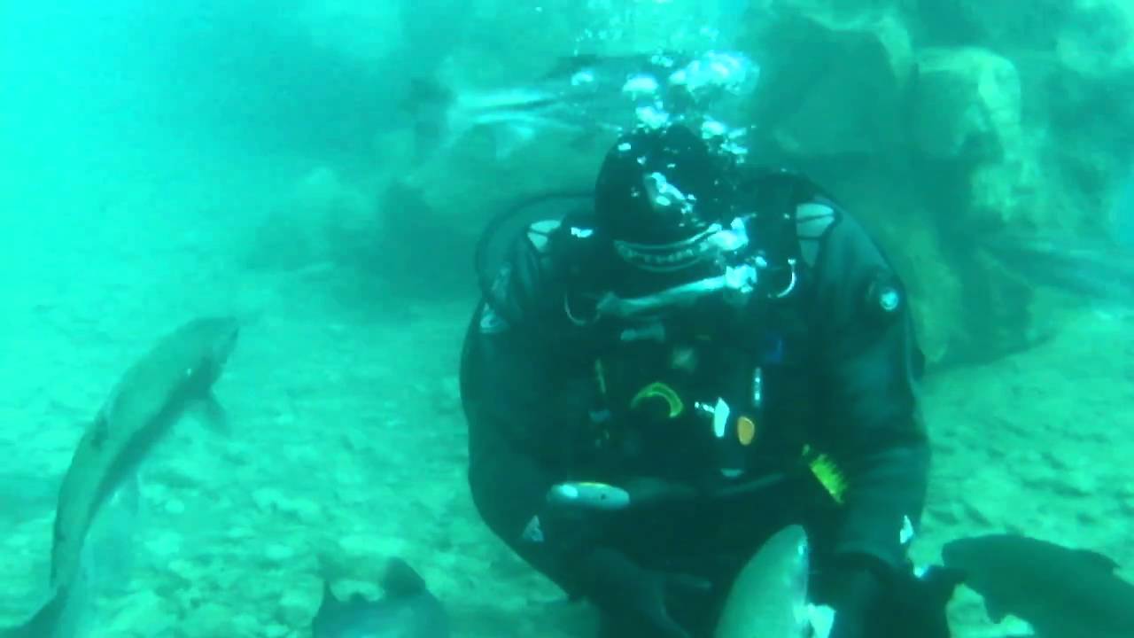 capernwray diving fish feeding - YouTube