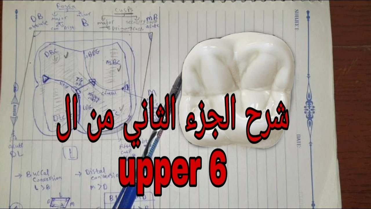 شرح ال upper first molar (upper 6)..الجزء الثاني - YouTube
