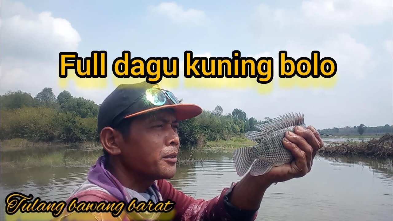 ikannya full dagu kuning bolo || mancing nila - YouTube