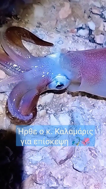 Eging with lrf tools. Mr. Squid 🦑 for dinner. Fishing in the dark 🦑🎣 #squid - YouTube