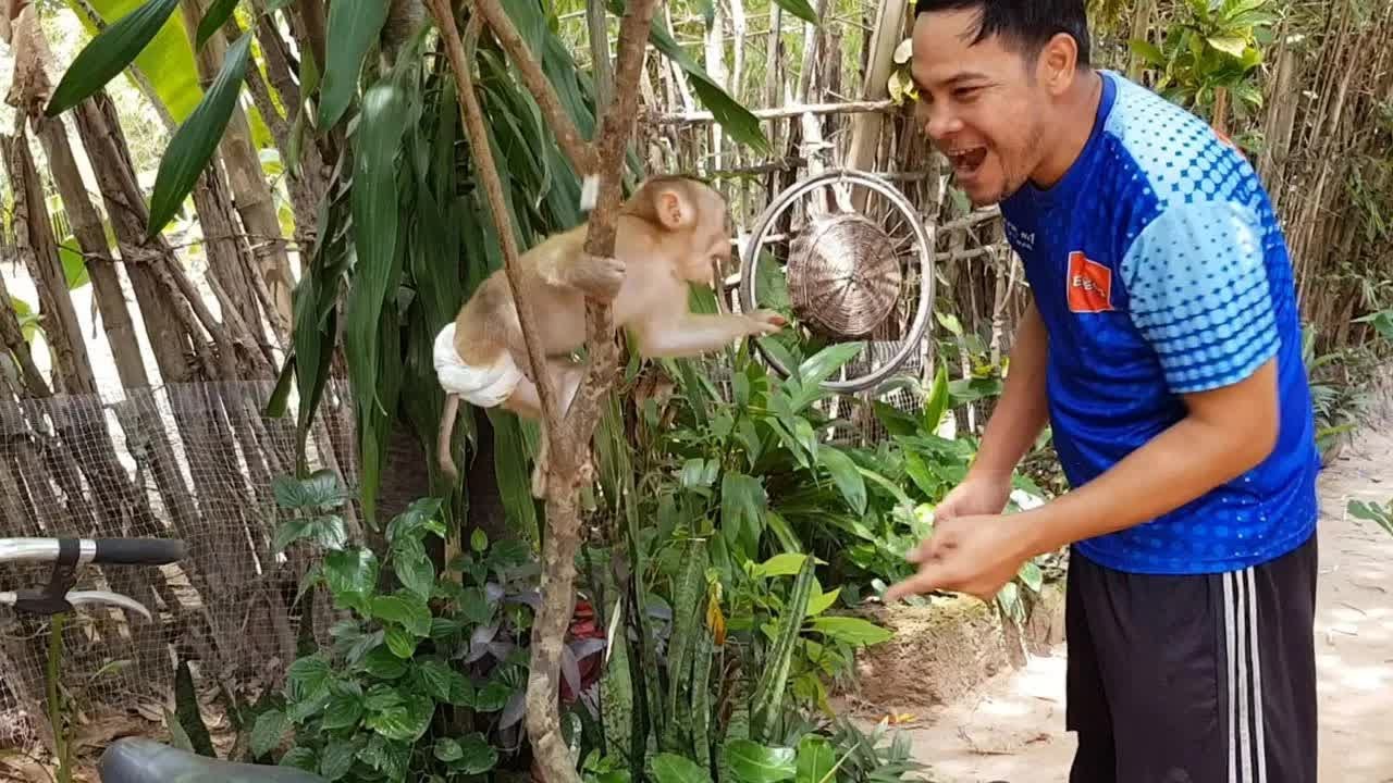 So Funny And Happily Obedient Monkey Koko Playing With Daddy - YouTube