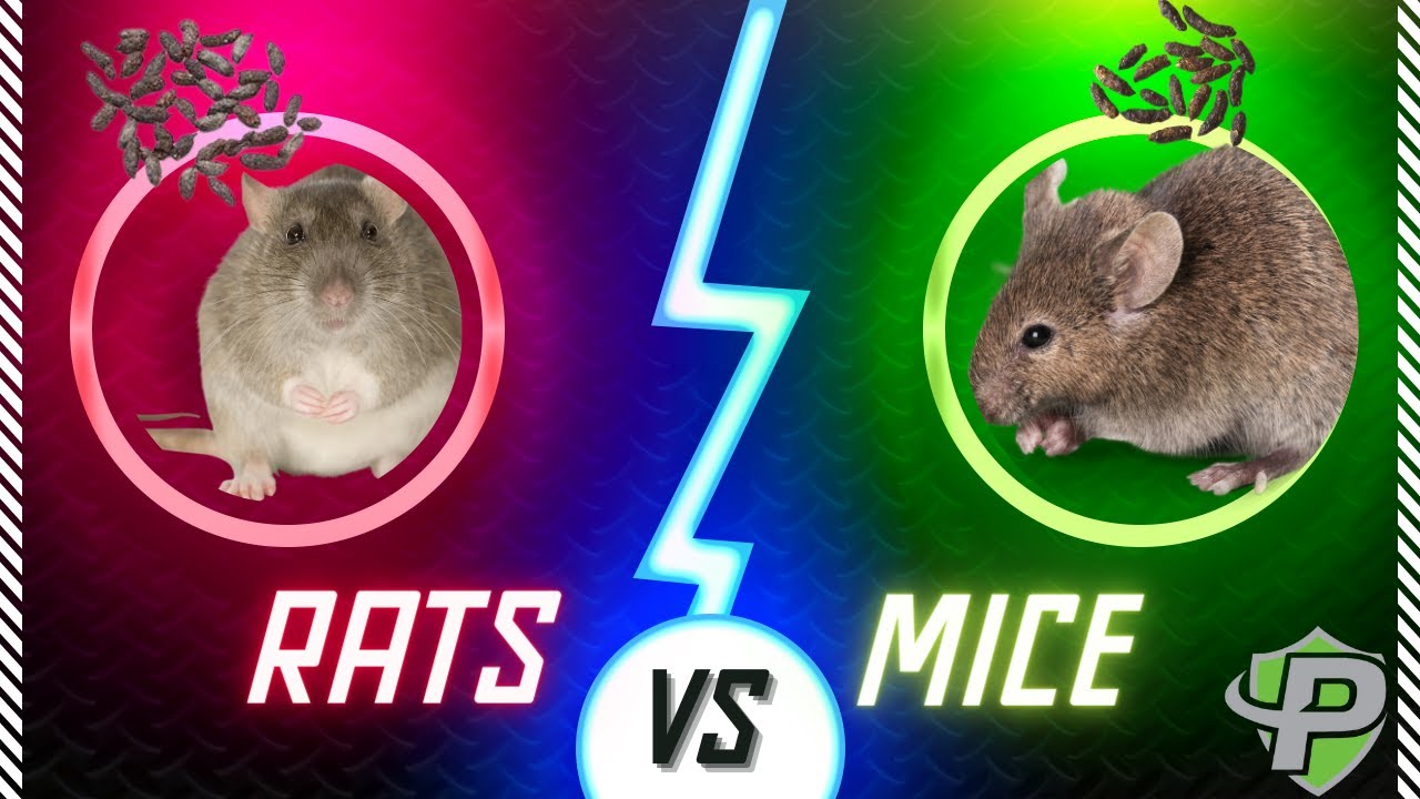Rats vs Mice: Identification Guide - YouTube