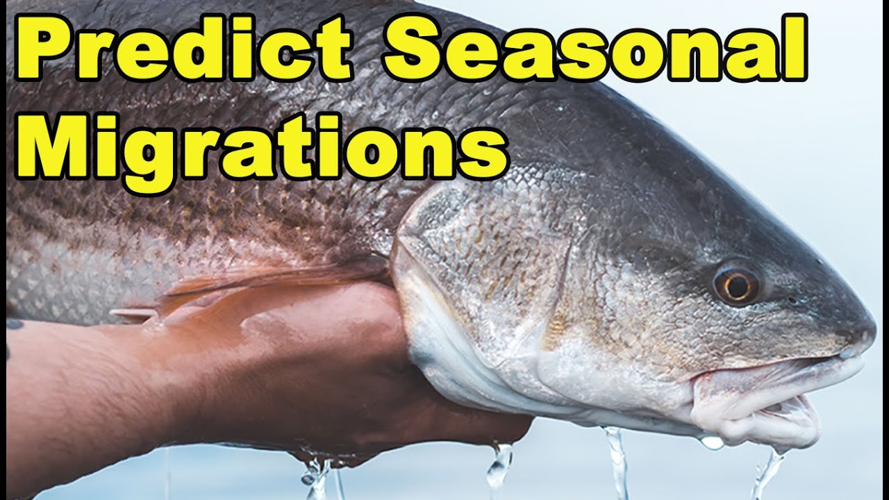 How To PREDICT Redfish & Speckled Trout Migration - YouTube