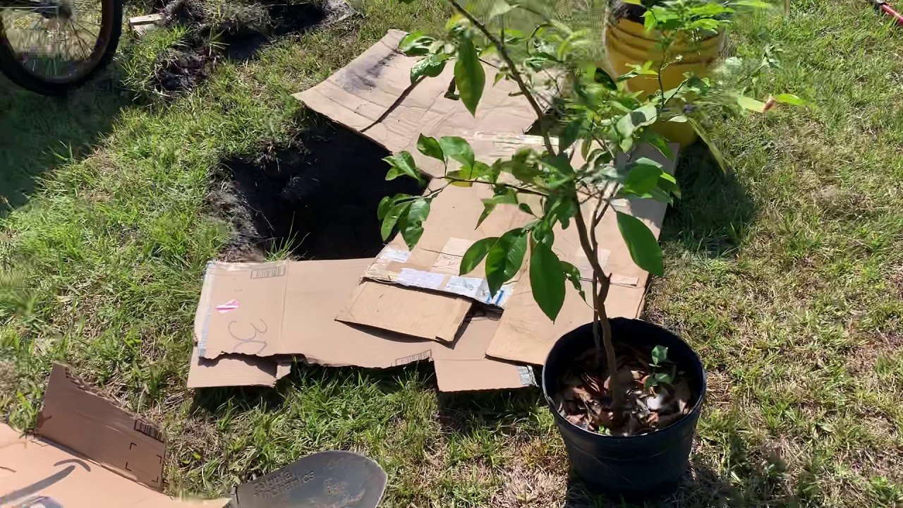 How to plant a Citrus Tree Sour Orange and Duncan Grapefruit - YouTube