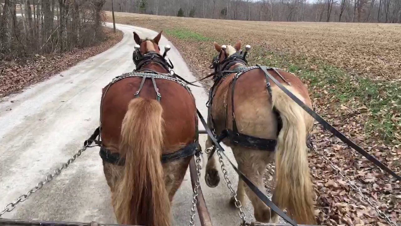 Haflinger team for sale. Ride and drive. For sale - YouTube
