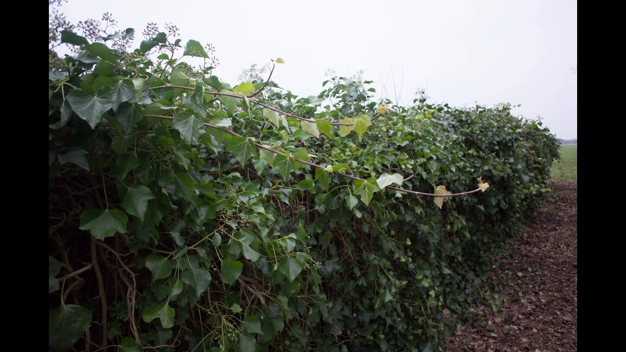 Meerbusch Lank Latum 01 / 2015 (DL4DP + Reflectum) - YouTube