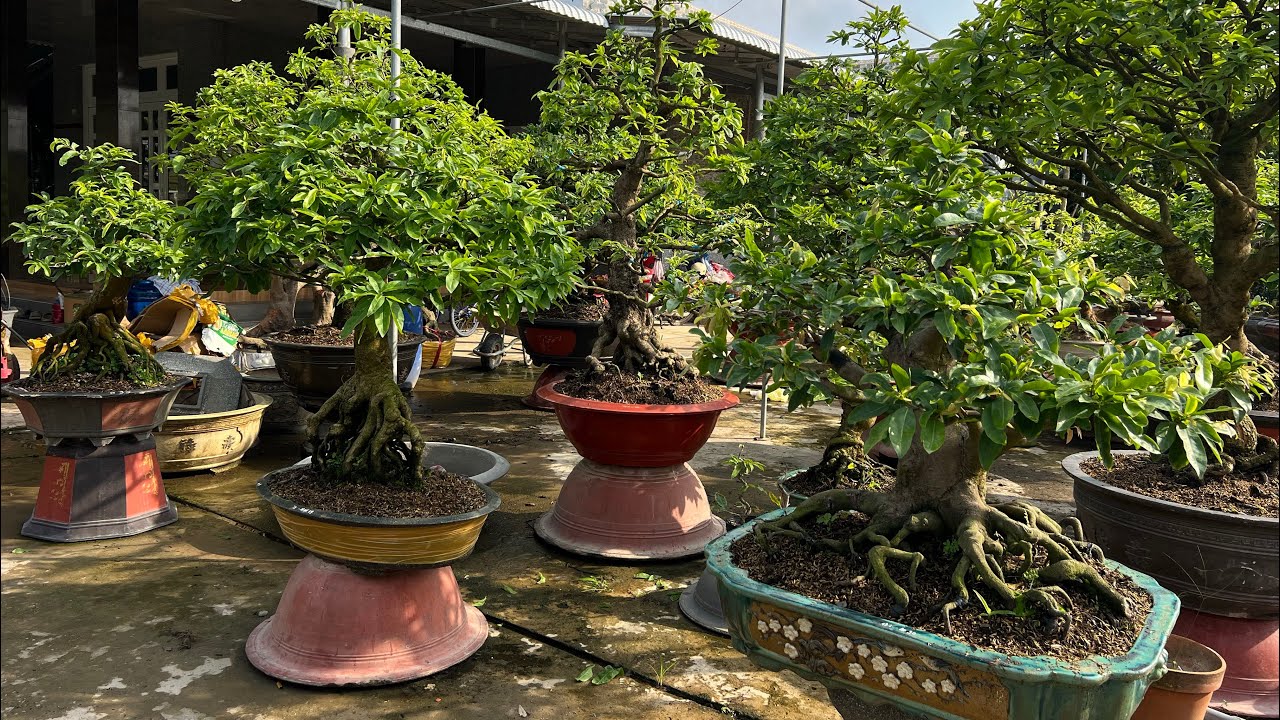 Rong lá / Lựa chọn cây và rong thế nào cho tốt? / - YouTube