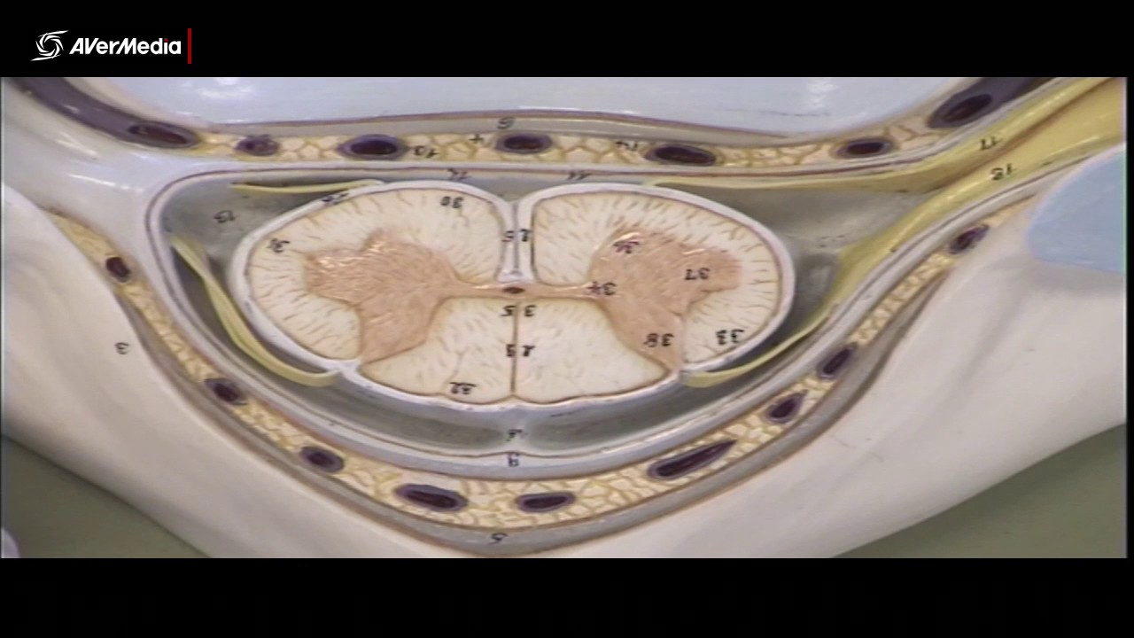 Spinal Cord 1: Transverse Section - YouTube