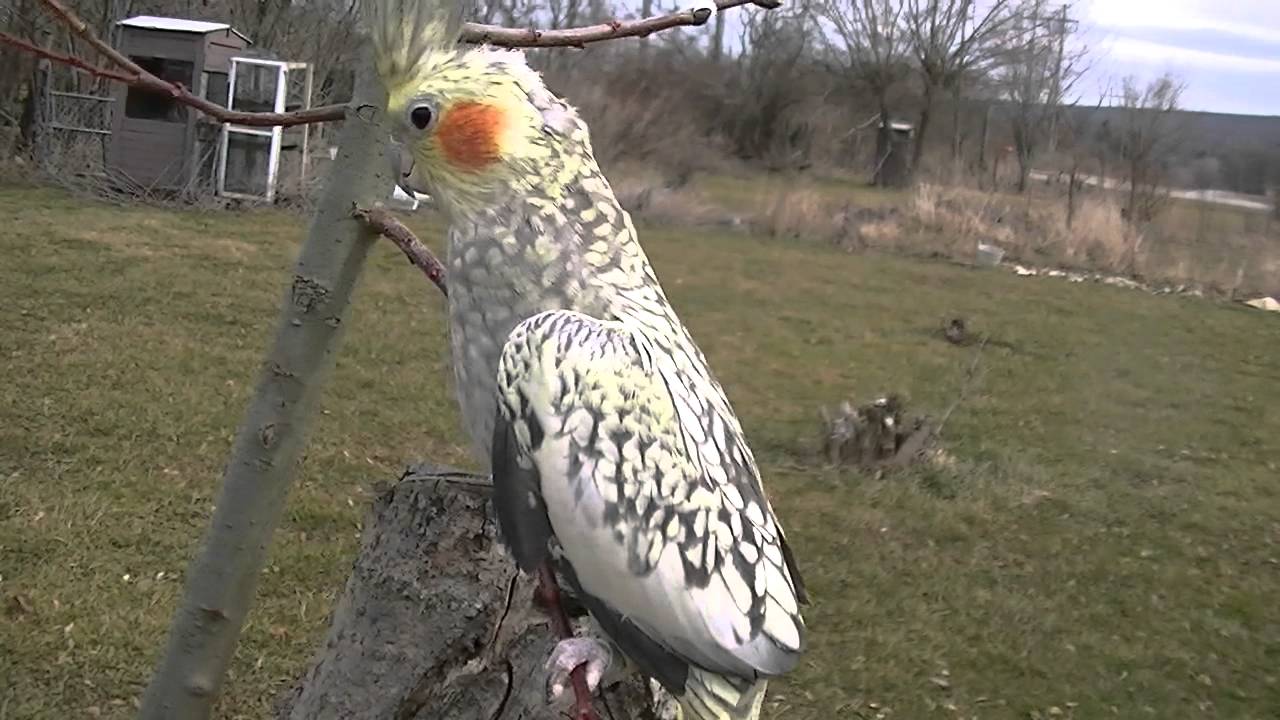 Pearl Cockatiel Outside - YouTube