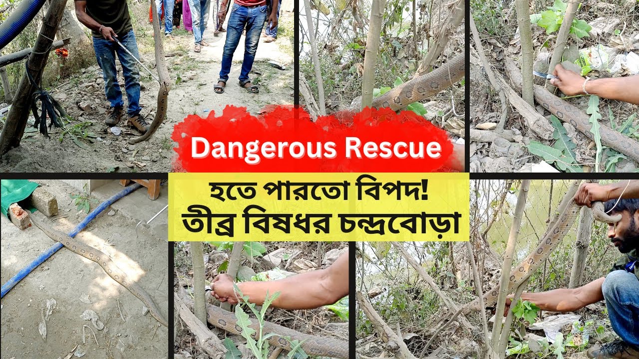 Russell's viper snake wrapped in a net | dangerous rescue russell's ...