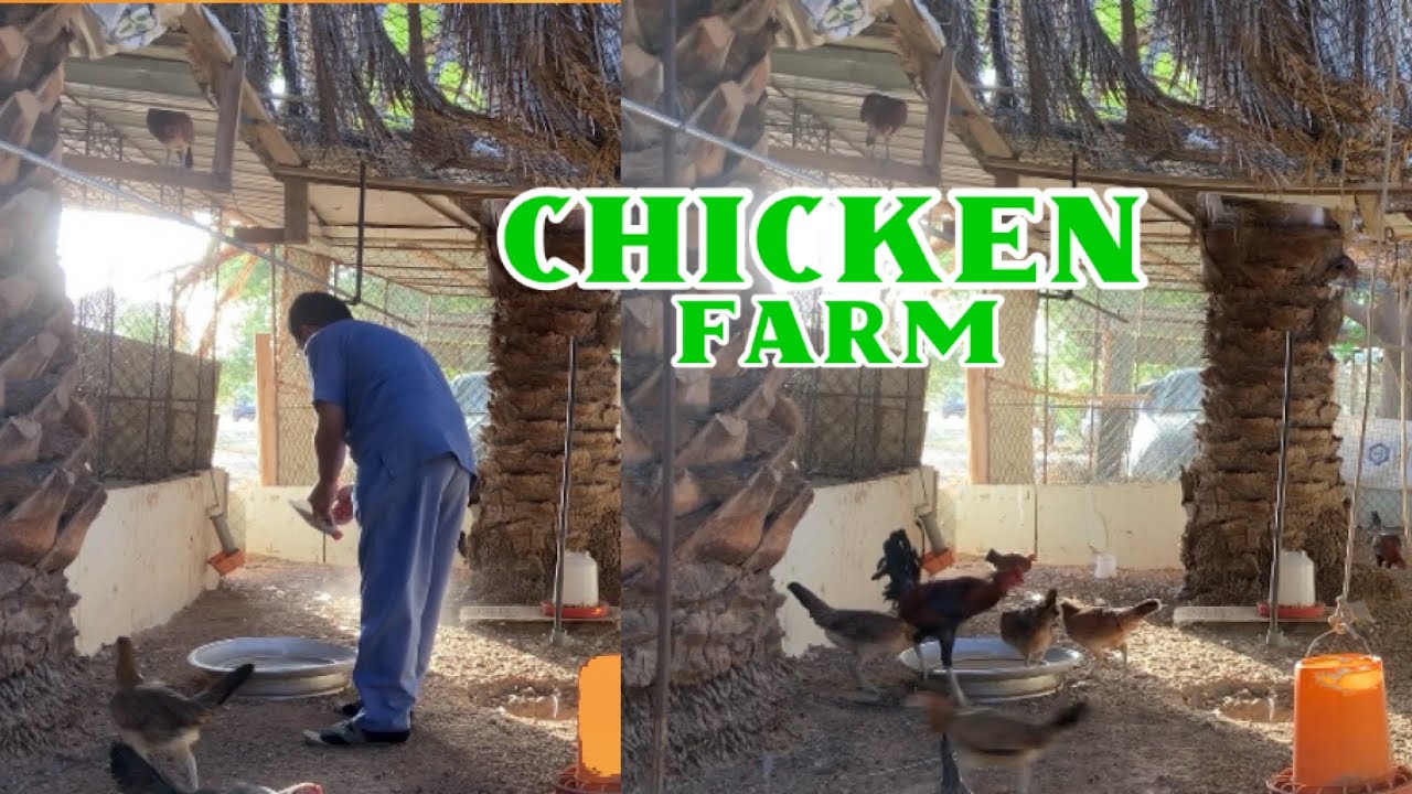 Mga alagang chicken#chicken #01@reyprofTV - YouTube
