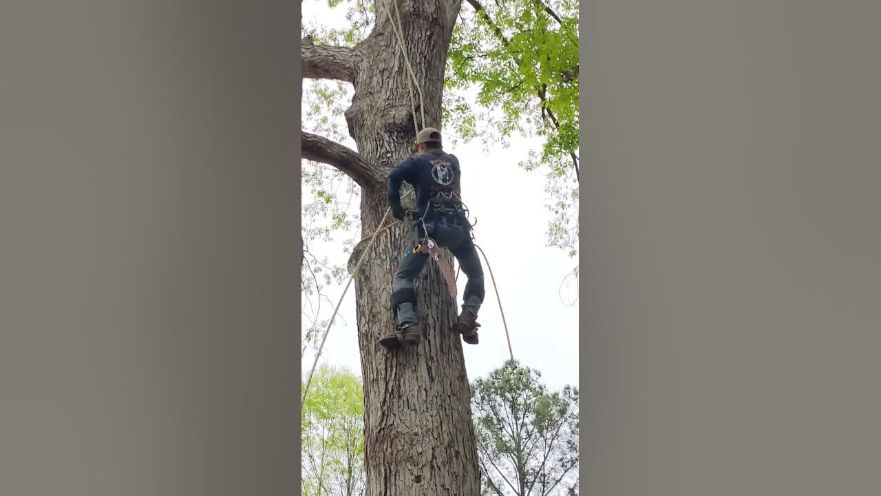 Aprende Como Escalar Un Árbol 🌳🧗‍♀️ #viral #shorts #shortvideo - YouTube