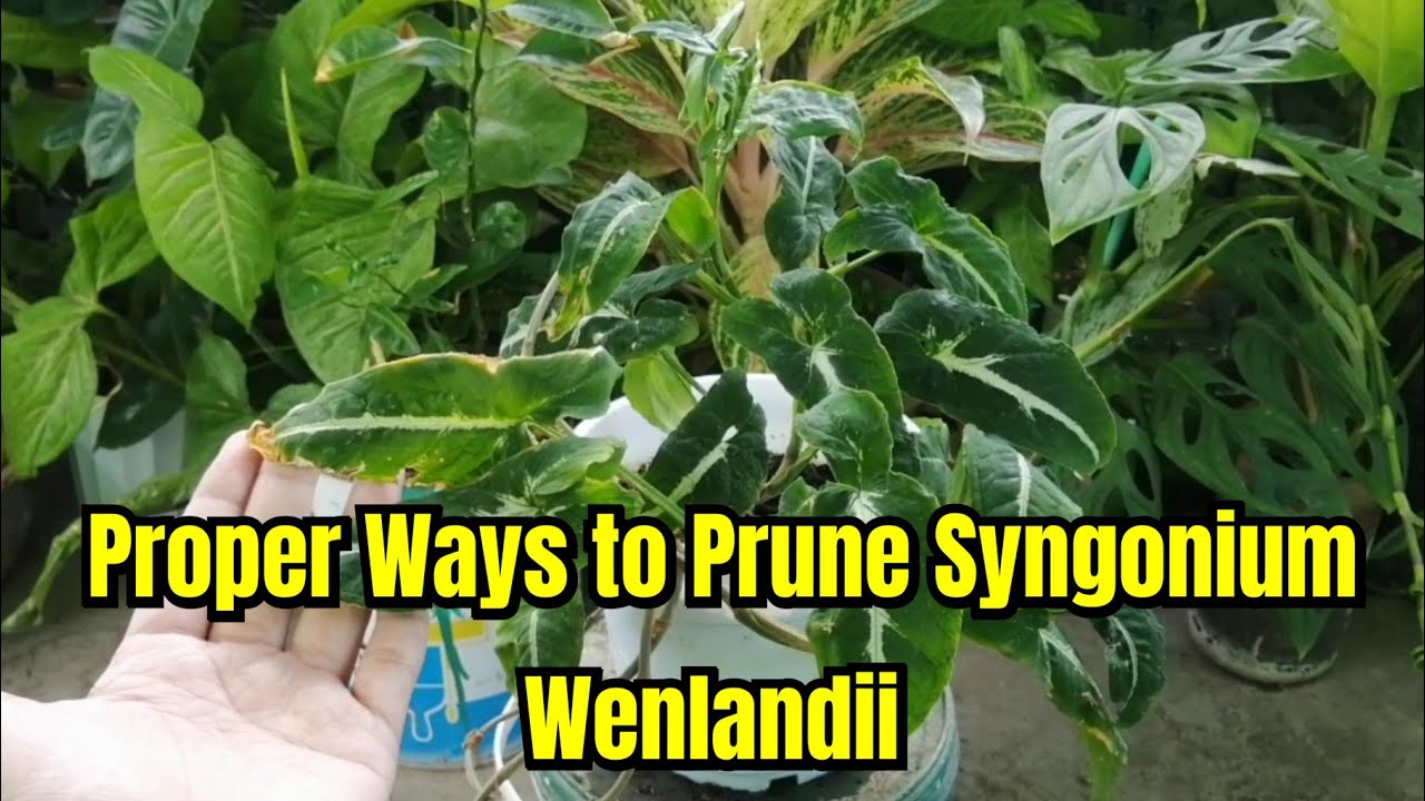 Proper Ways on How to Prune your Syngonium Wenlandii - YouTube