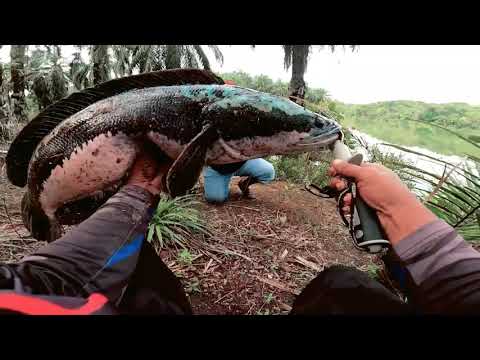 Fishing snake head riverlings | fishing big fish