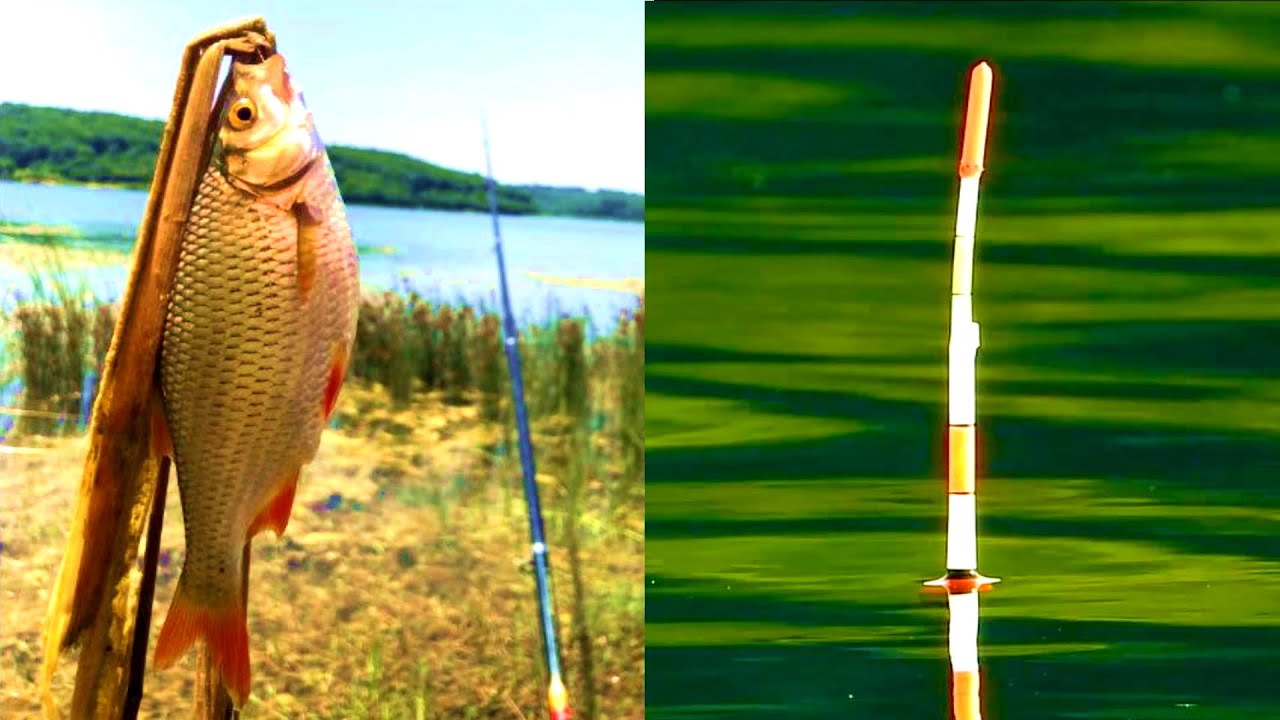 Best Float Fishing Video for Relax!! Catch & Cook!! (High Quality ...