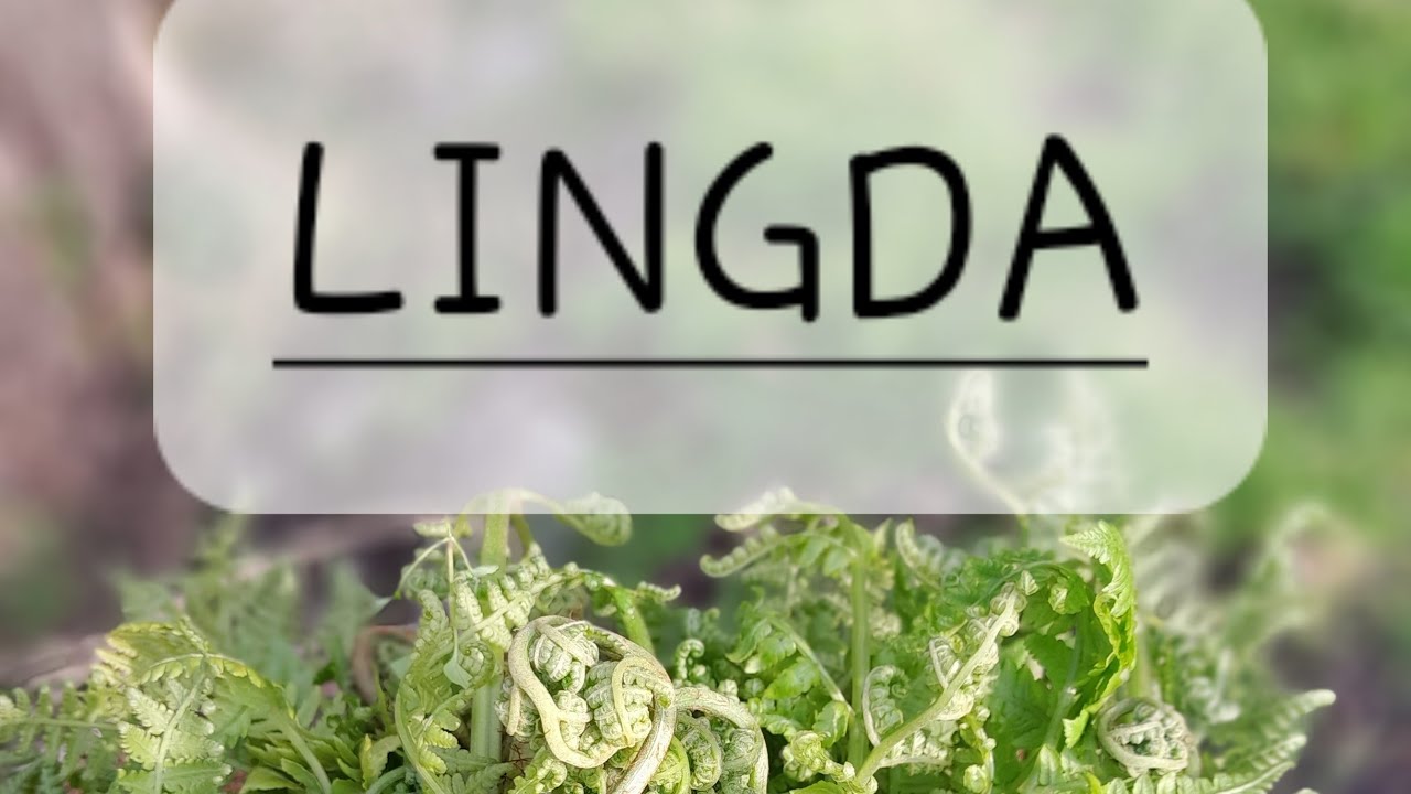 2023 ka pahla lingda - YouTube