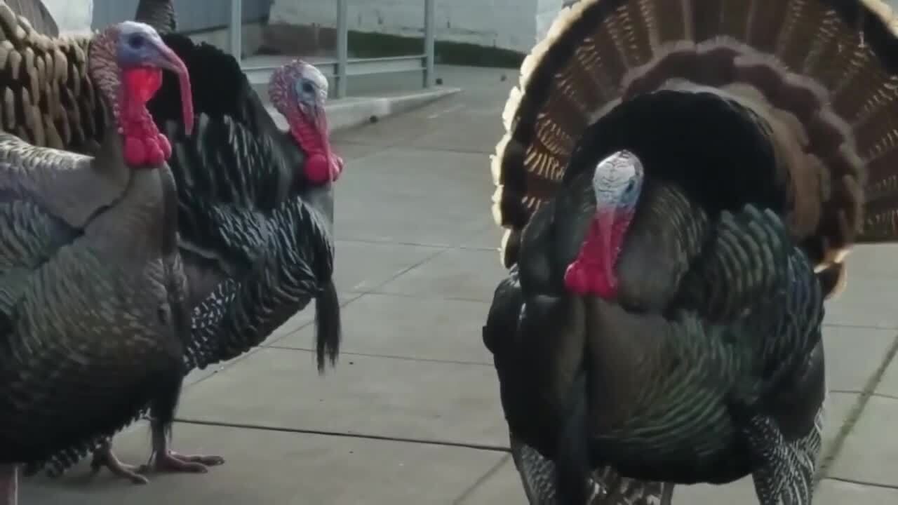 I'm thankful for Fallout 4 | Thanksgiving Livestream - YouTube