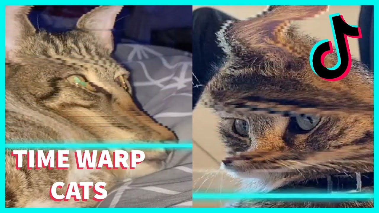 TIME WARP SCAN CATS COMPILATION - YouTube
