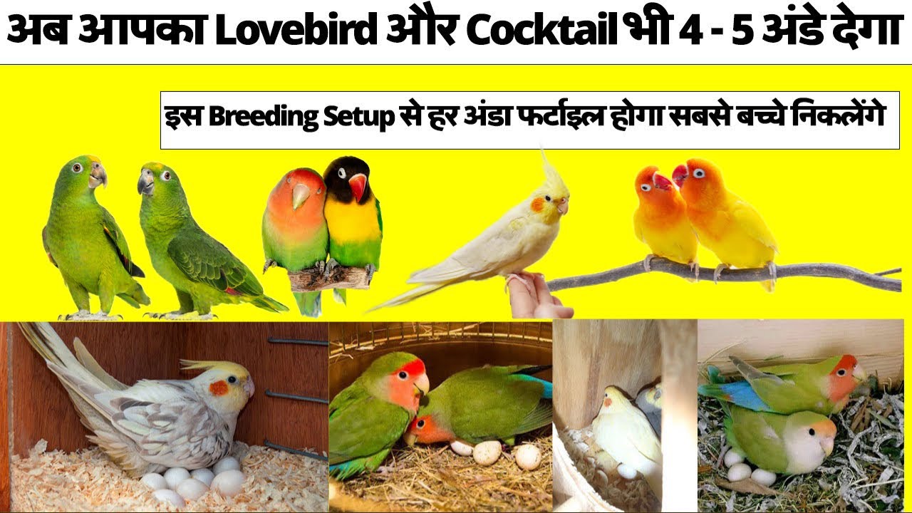 Best Breeding Formula For Lovebirds and Cocktail II Bird 4-5 Fertile ...