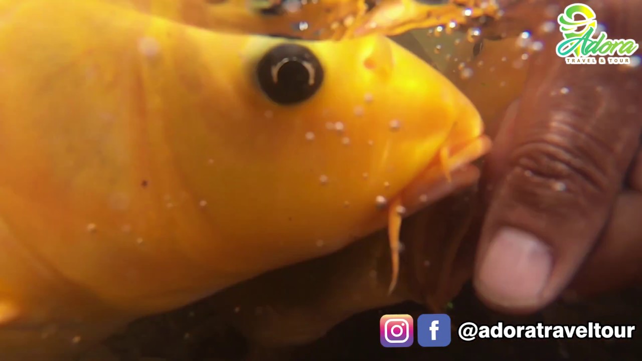 TRIP TO SABAH : FISH SPA, KG MARAKAU VS KG LUANTI - YouTube