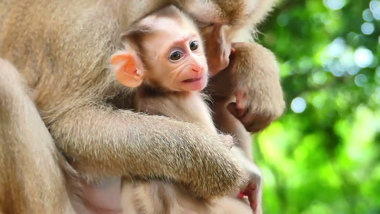 Baby Marco accidentally slipped and fell Mama Monny - YouTube