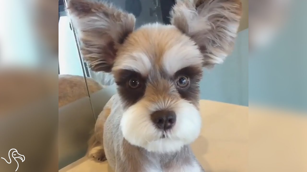 Meet The Supermodel Of Dogs - YouTube