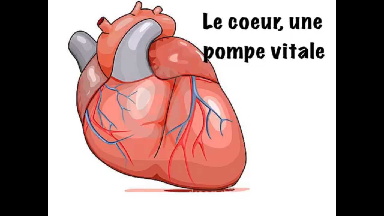 qcm anatomie cardiovasculaire
