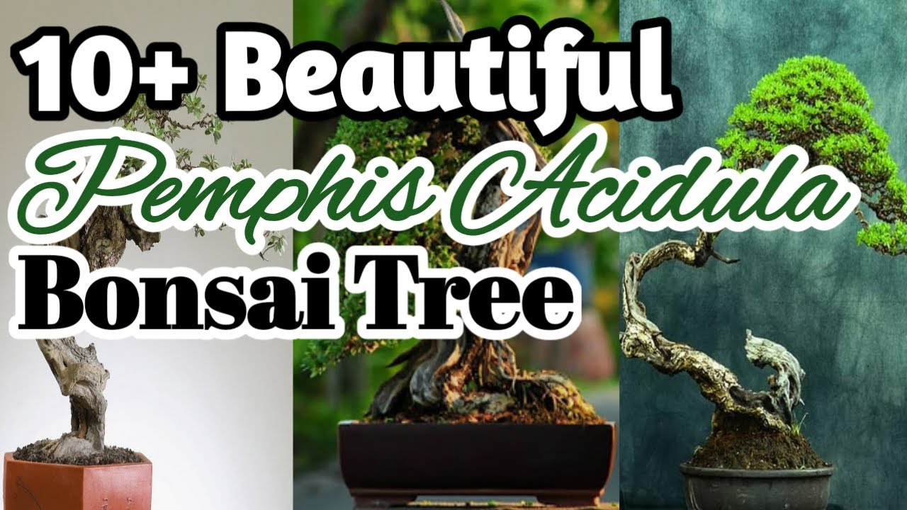10+ Beautiful Pemphis Acidula Bonsai Tree (SANTIGI) - YouTube