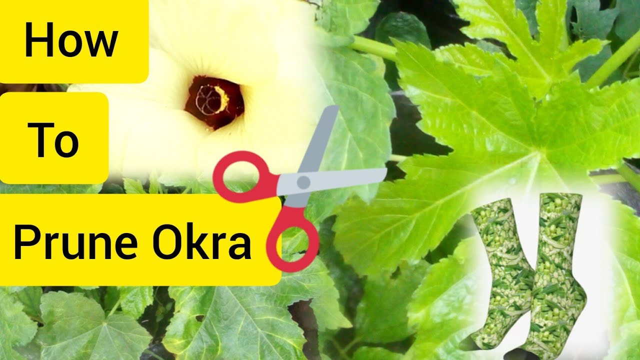 How to Prune Okra ️🌱🌿: A Step-by-Step Guide for Abundant Yields - YouTube