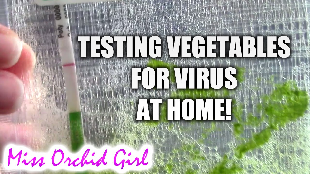 Testing vegetable garden for plant virus with Agdia ImmunoStrip - YouTube