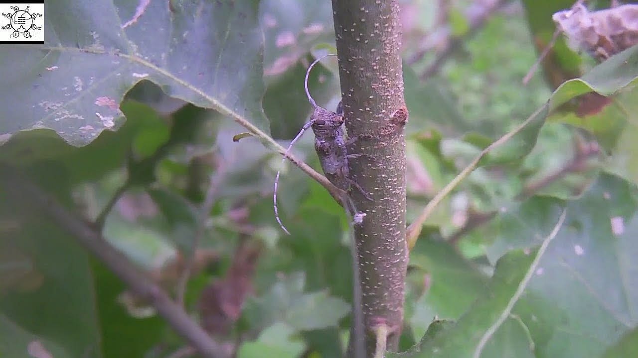 Twig Girdler - Oncideres cingulata - YouTube