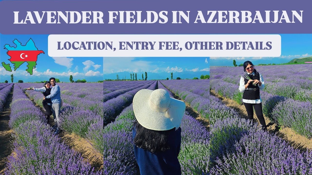 Essenso Lavender Fields in Azerbaijan | Things to do in Gabala - YouTube