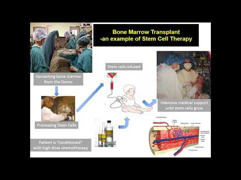 Advances in Primary Immunodeficiency: Is It All in the Genes?